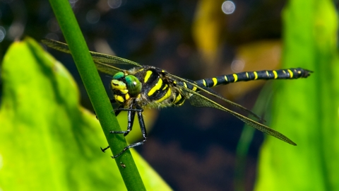 Golden-ringed dragonfly | Devon Wildlife Trust