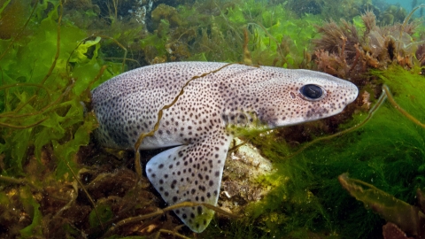 Small-spotted catshark | Devon Wildlife Trust