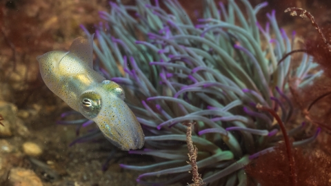 Little cuttlefish | Devon Wildlife Trust