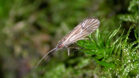 Land caddis | Devon Wildlife Trust