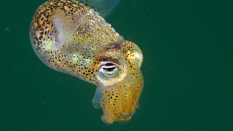 Little cuttlefish | Devon Wildlife Trust