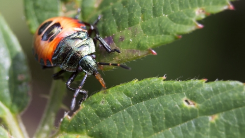 Bronze shieldbug | Devon Wildlife Trust