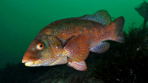 Ballan wrasse | Devon Wildlife Trust