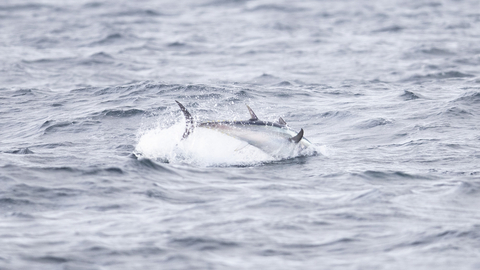 Atlantic Bluefin Tuna | Devon Wildlife Trust