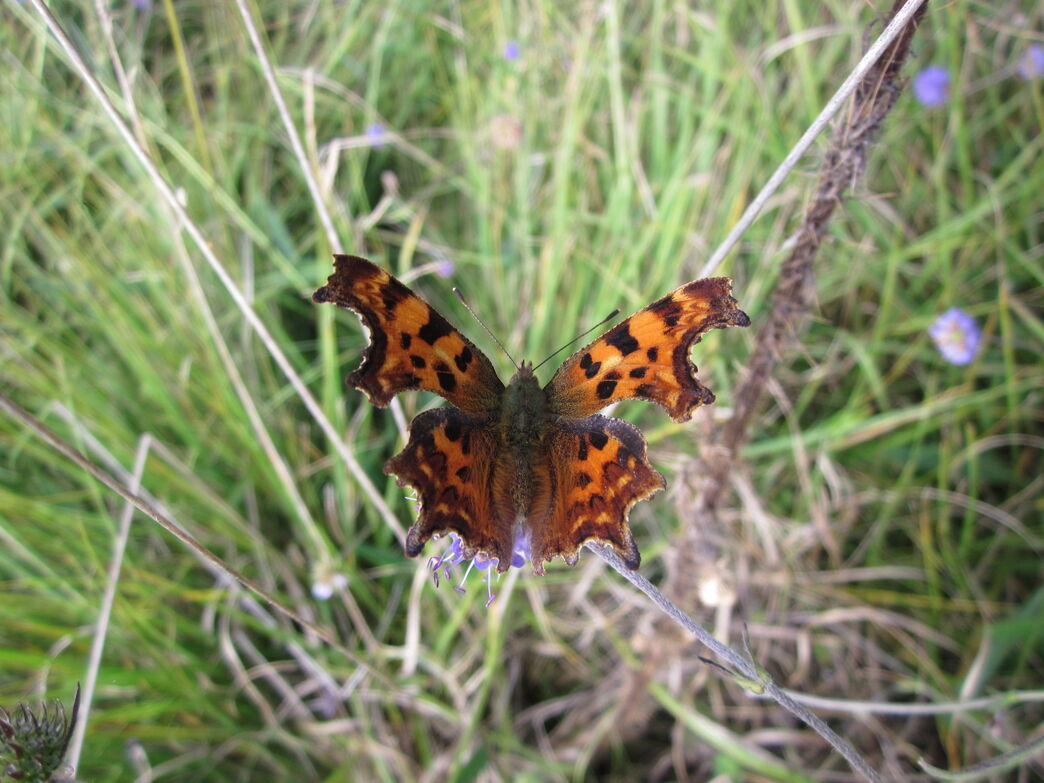 Ash Moor | Devon Wildlife Trust