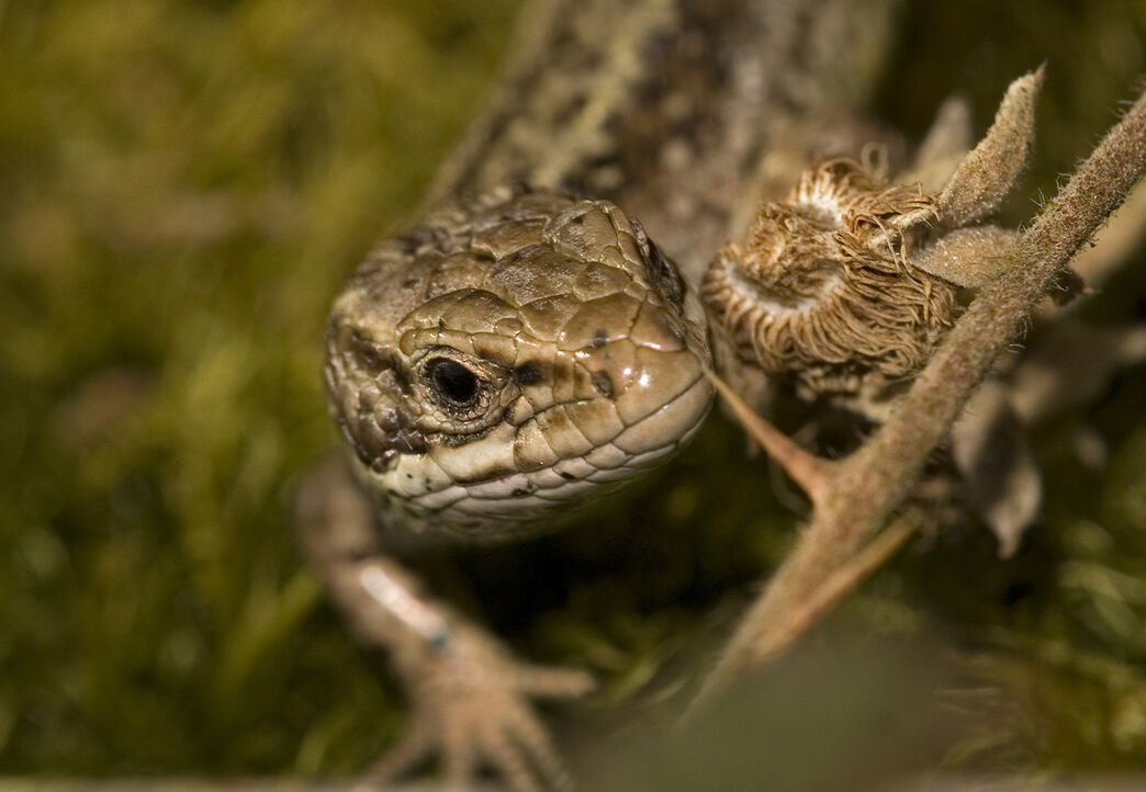 Chudleigh Knighton Heath | Devon Wildlife Trust