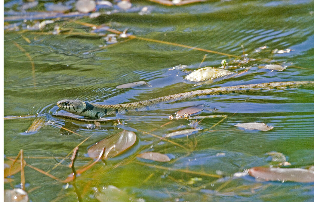 Little Bradley Ponds | Devon Wildlife Trust