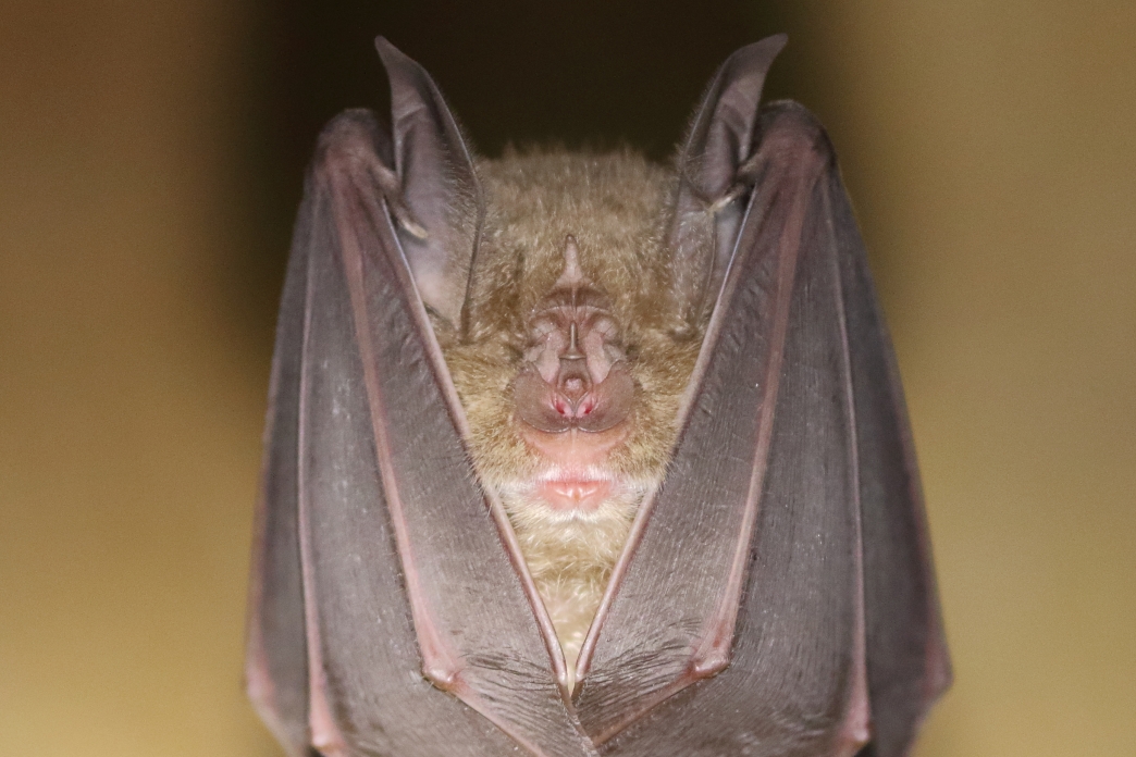 Case Study - Devon Greater Horseshoe Bat Project | Devon Wildlife Trust