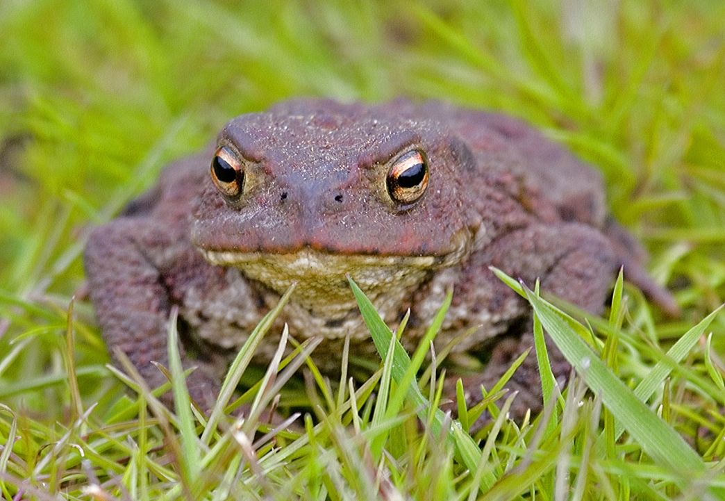 Ashculm Turbary | Devon Wildlife Trust
