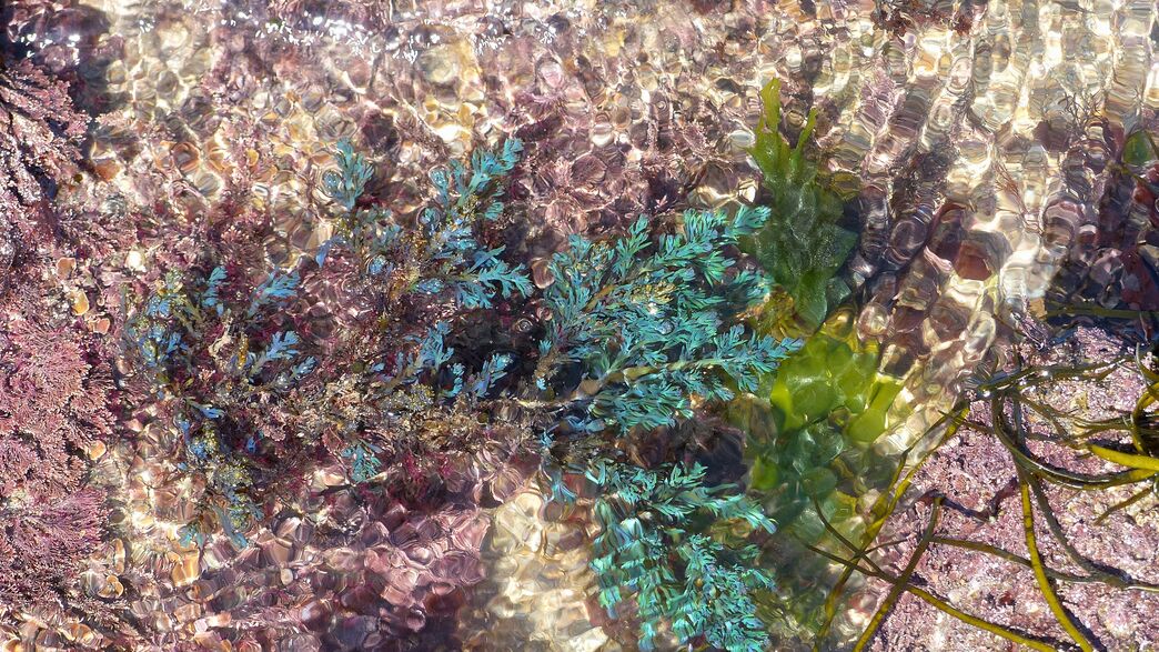 Seaweed Activities | Devon Wildlife Trust