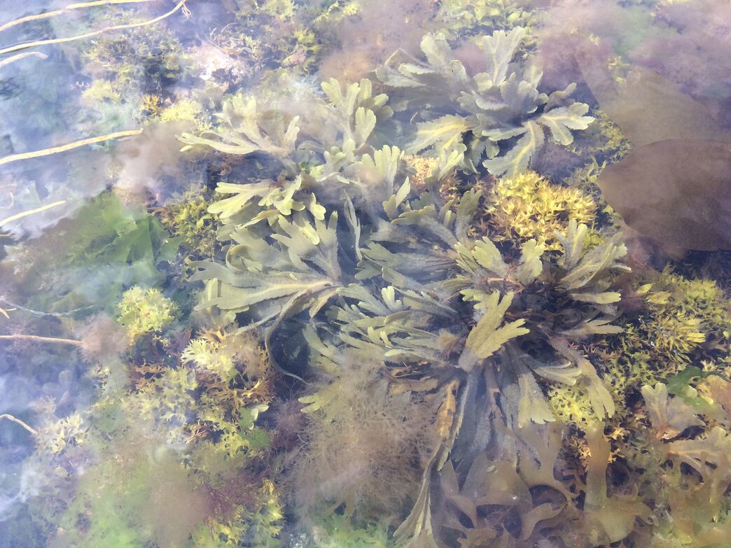 Seaweed Activities | Devon Wildlife Trust