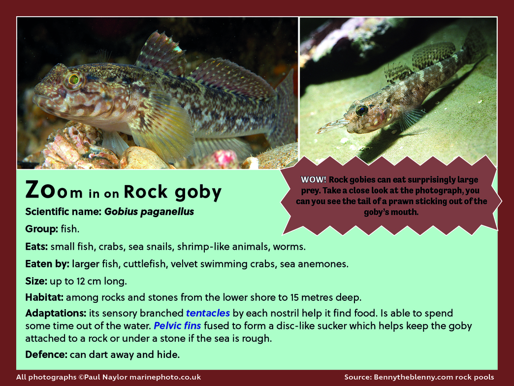 Seashore Explorers | Devon Wildlife Trust