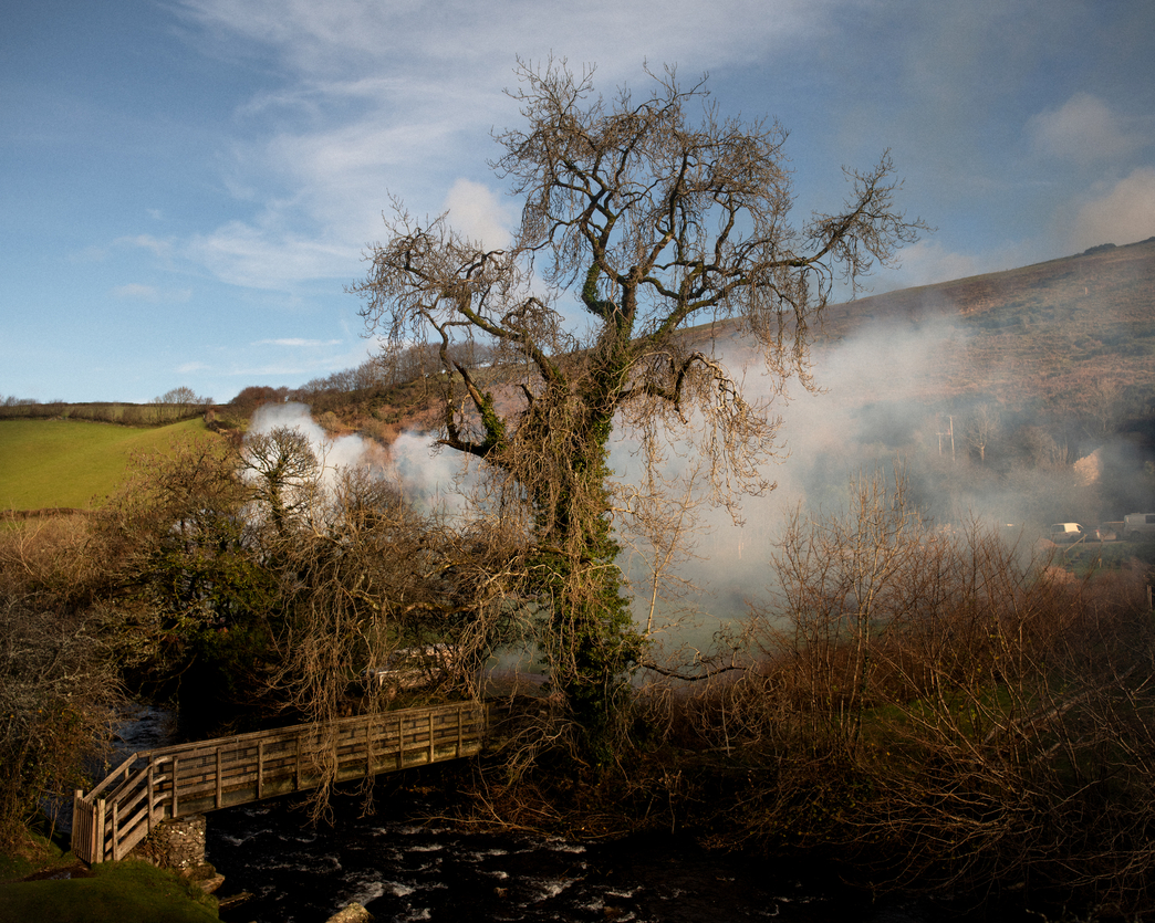 Saving Devon's Treescapes - Ash dieback and 'Ash Archive' | Devon ...