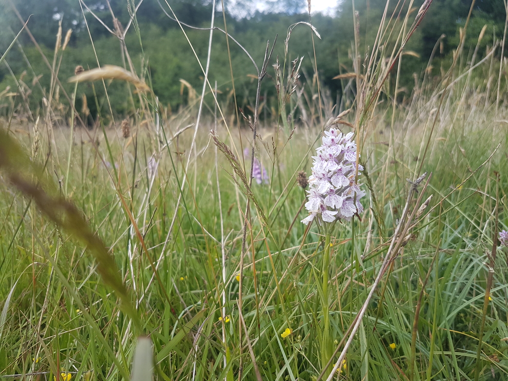Speccott Moor | Devon Wildlife Trust