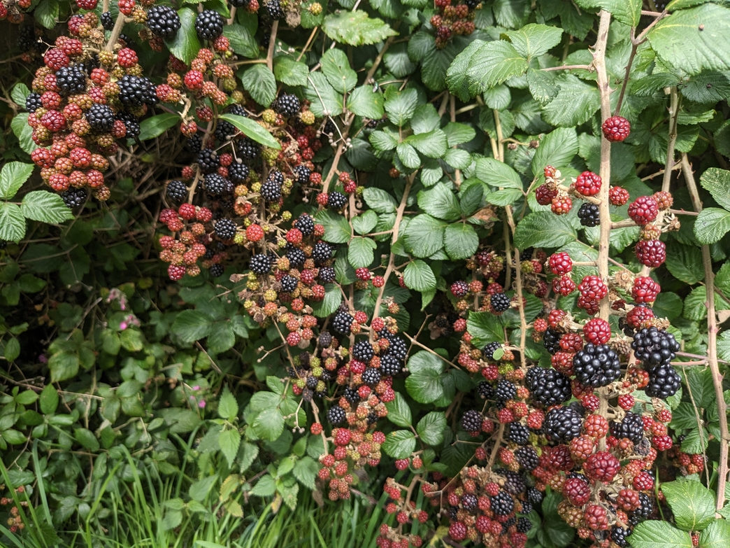 Wilder Diaries: Creating an oasis for families and wildlife | Devon ...