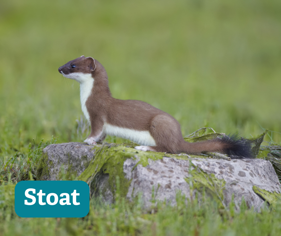 Weasel or stoat? | Devon Wildlife Trust