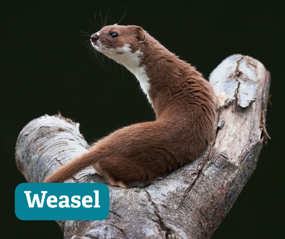 Weasel or stoat? | Devon Wildlife Trust