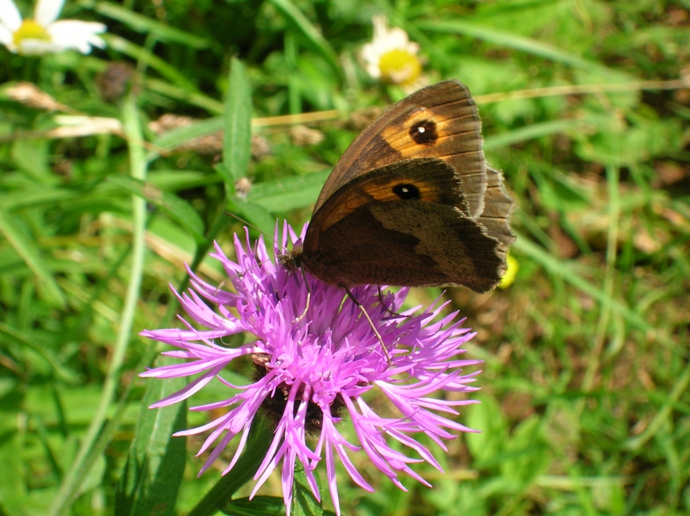 Bellever Moor and Meadows | Devon Wildlife Trust