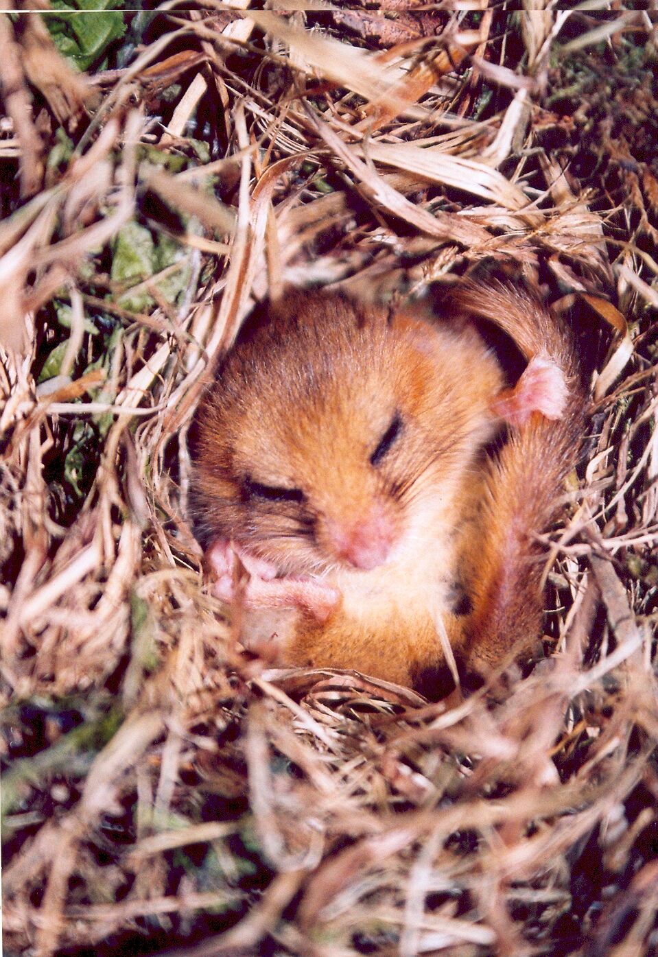 Andrew's Wood | Devon Wildlife Trust