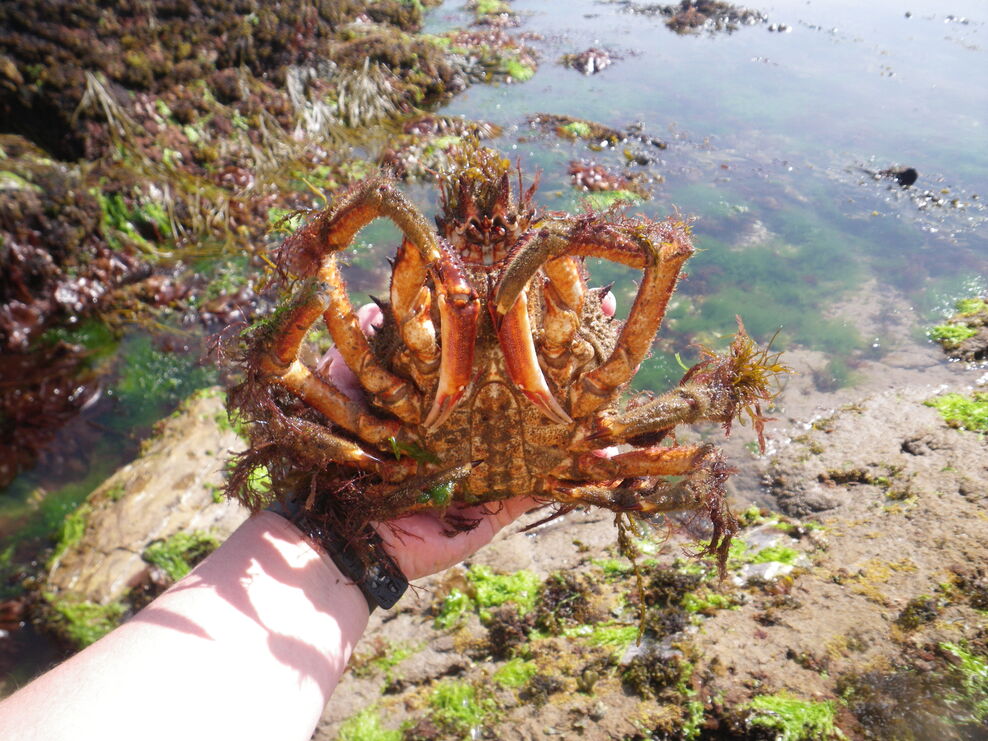 Wembury Marine Centre | Devon Wildlife Trust