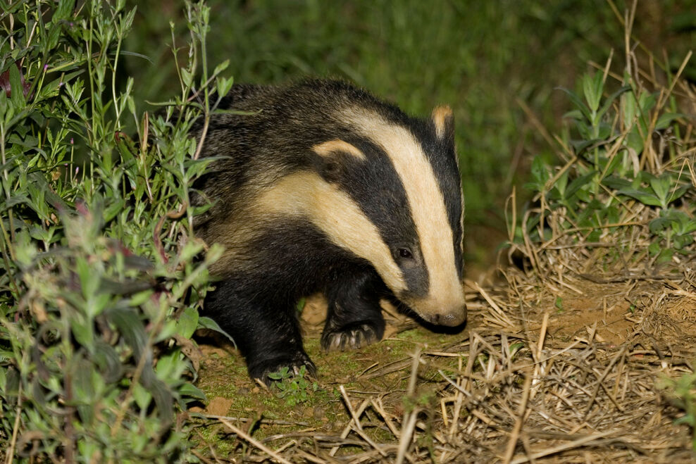 Veilstone Moor | Devon Wildlife Trust