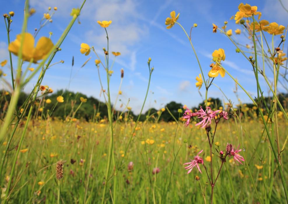 Where to go this season - summer | Devon Wildlife Trust