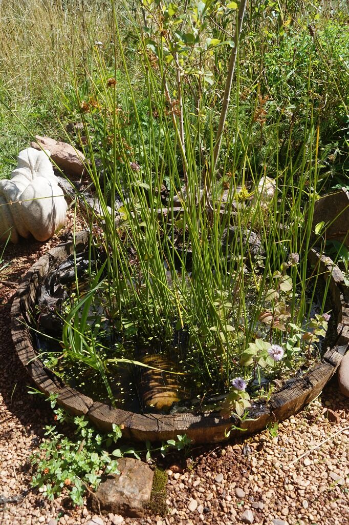 Wilder Diaries: Pond success at Blundell's School! | Devon Wildlife Trust