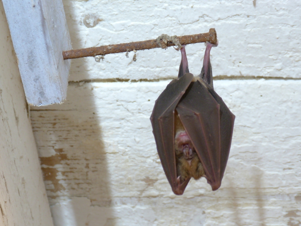 Case Study - Devon Greater Horseshoe Bat Project | Devon Wildlife Trust