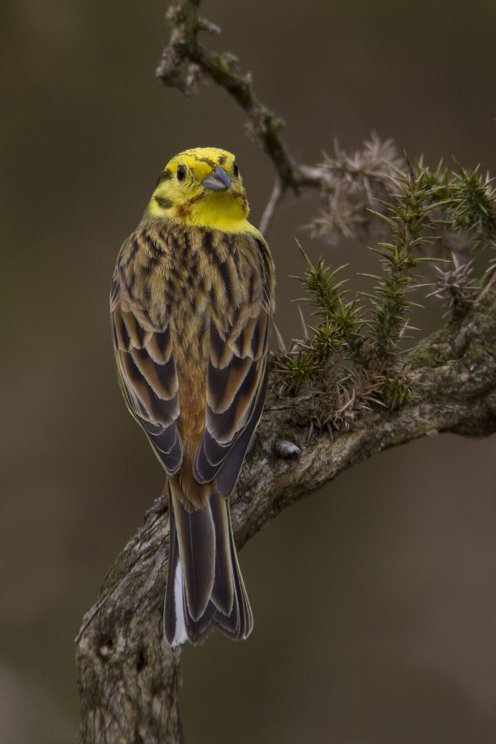 Meshaw Moor | Devon Wildlife Trust