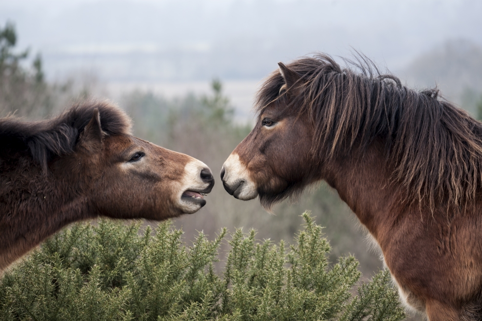 Meeth Quarry Nature Reserve | Devon Wildlife Trust