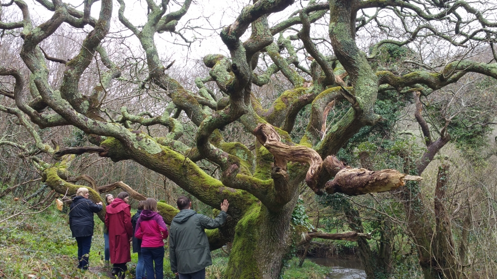 Marsland | Devon Wildlife Trust