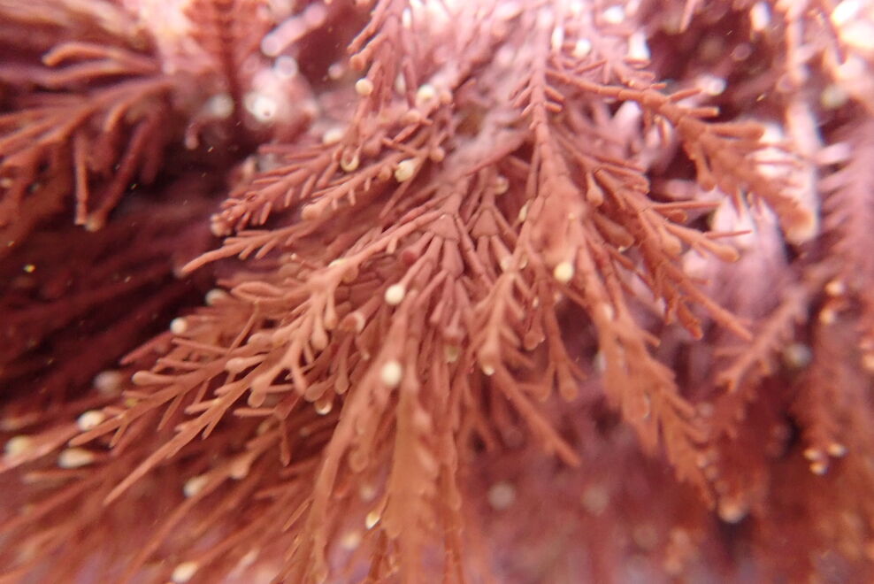 Seaweed Activities | Devon Wildlife Trust