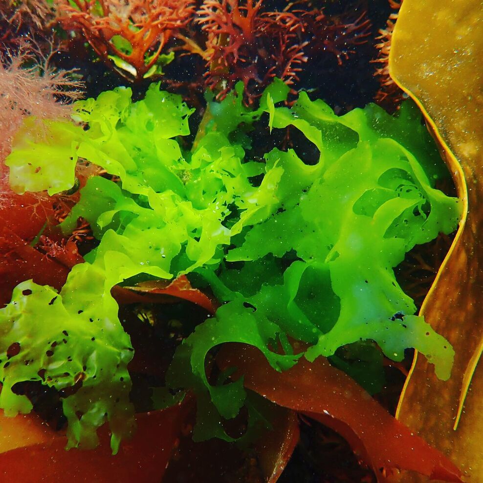 Seaweed Activities | Devon Wildlife Trust