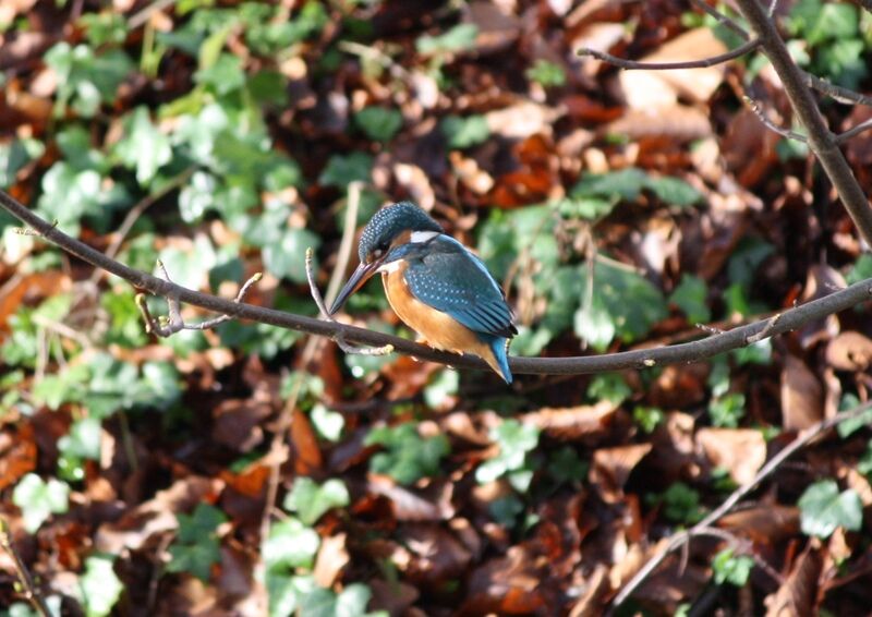 Cricklepit Mill Wildlife Garden | Devon Wildlife Trust