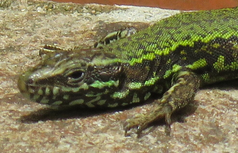 A tale of six lizards | Devon Wildlife Trust