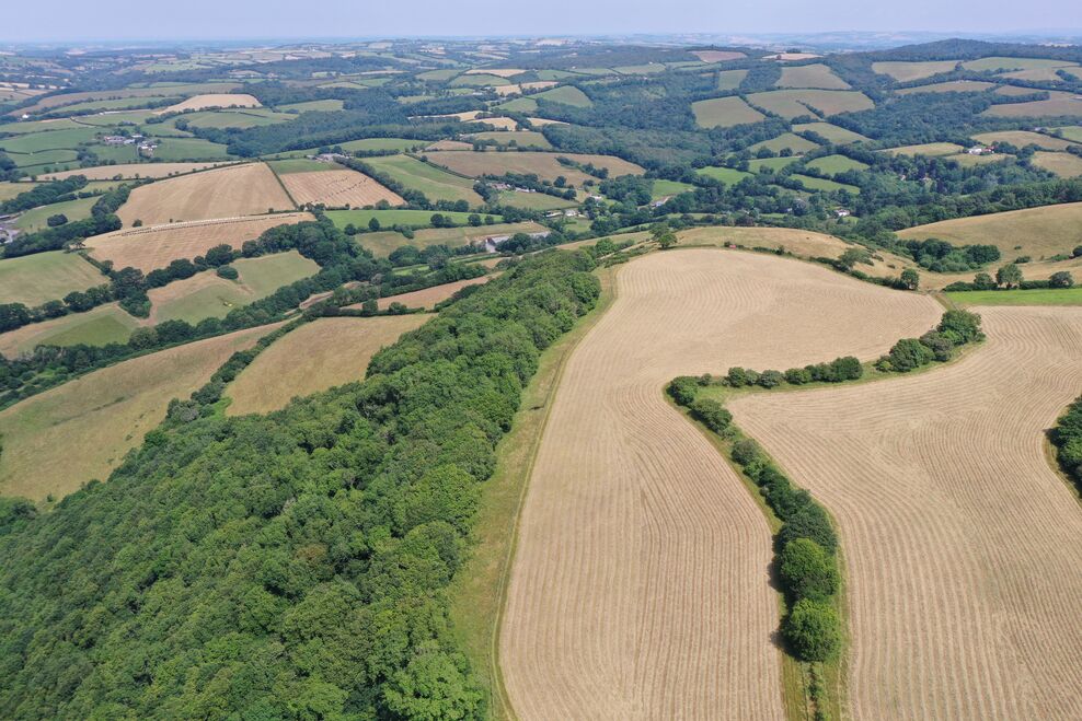 Wilder Woodah | Devon Wildlife Trust