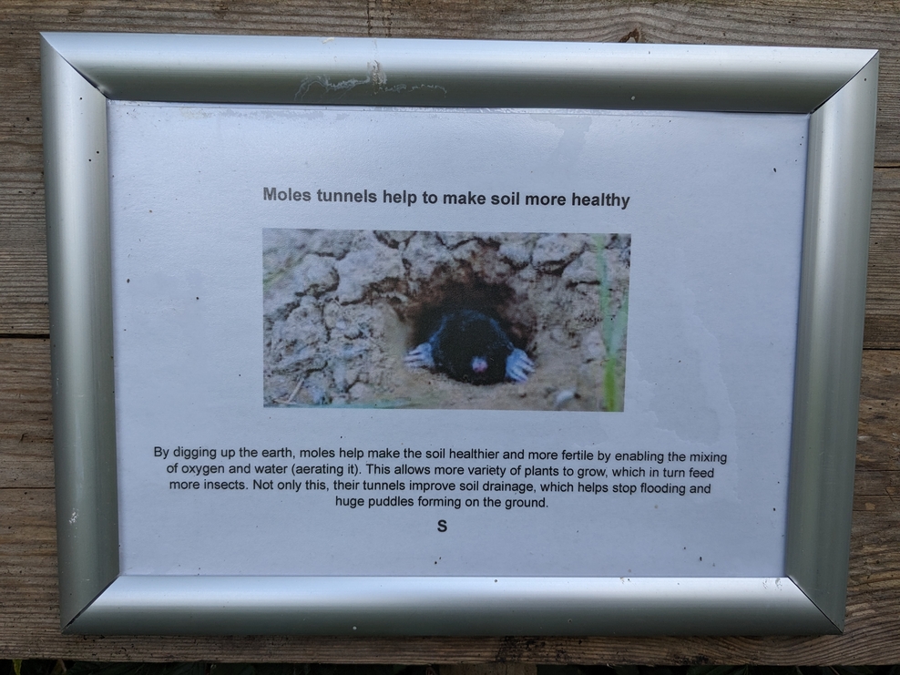 Wilder Diaries: Creating an oasis for families and wildlife | Devon ...