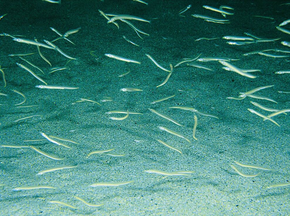 Exploring the four Marine Protected Areas in Devon where we need a ban ...