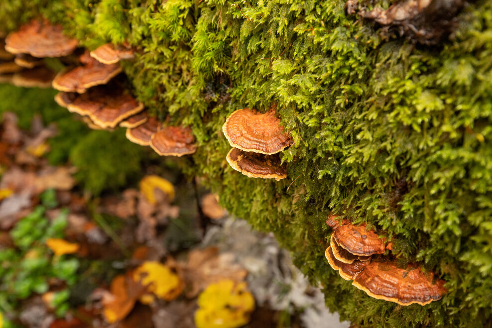 Hidden kingdom: a beginner’s guide to fungi | Devon Wildlife Trust