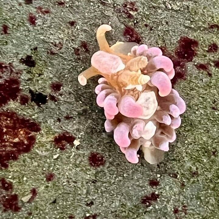 Tropical 'hair curler' sea slug found in Devon for the first time ...