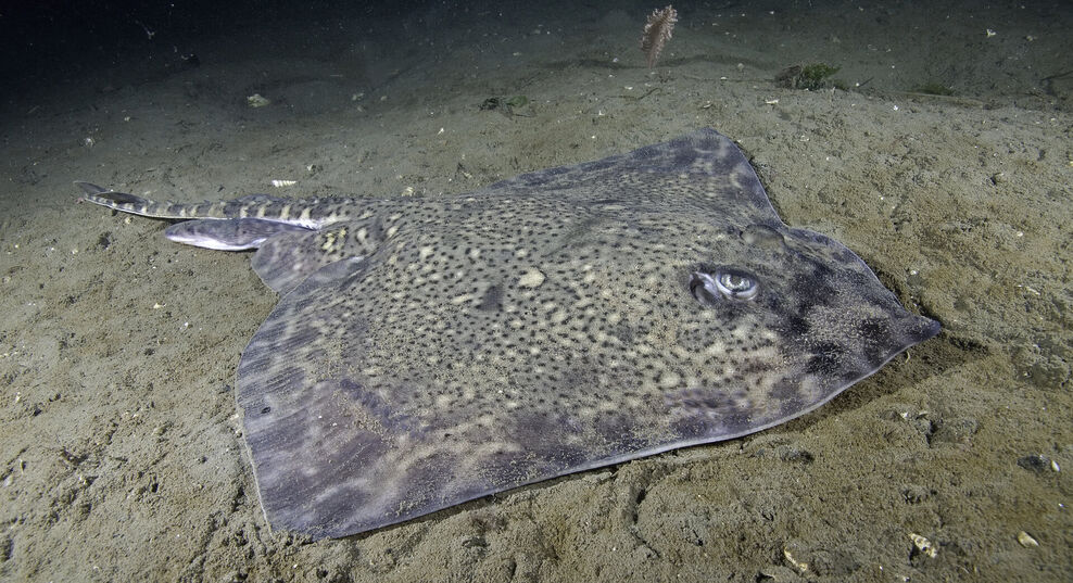 Exploring the four Marine Protected Areas in Devon where we need a ban ...