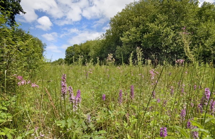 Halwill Junction | Devon Wildlife Trust