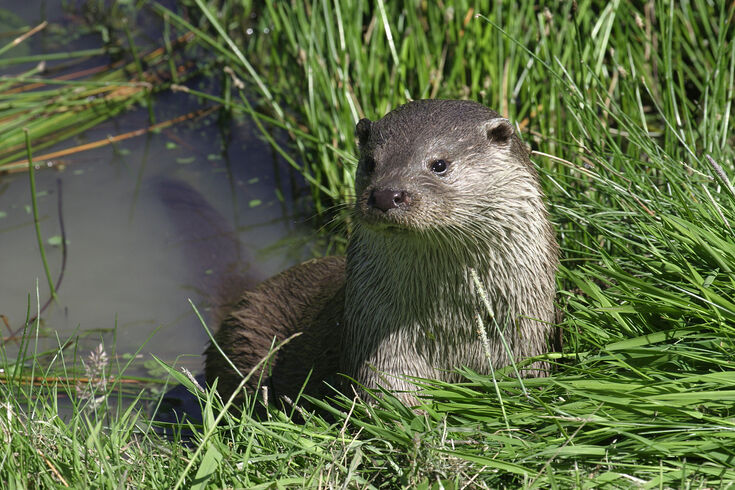 Exceptional Estuaries | Devon Wildlife Trust