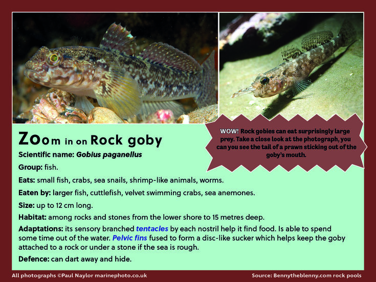 Seashore Explorers | Devon Wildlife Trust