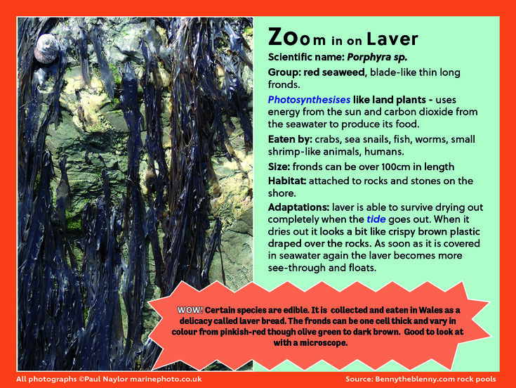 Seashore Explorers | Devon Wildlife Trust