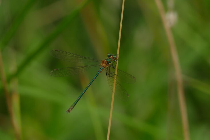 Meeth Quarry Nature Reserve | Devon Wildlife Trust