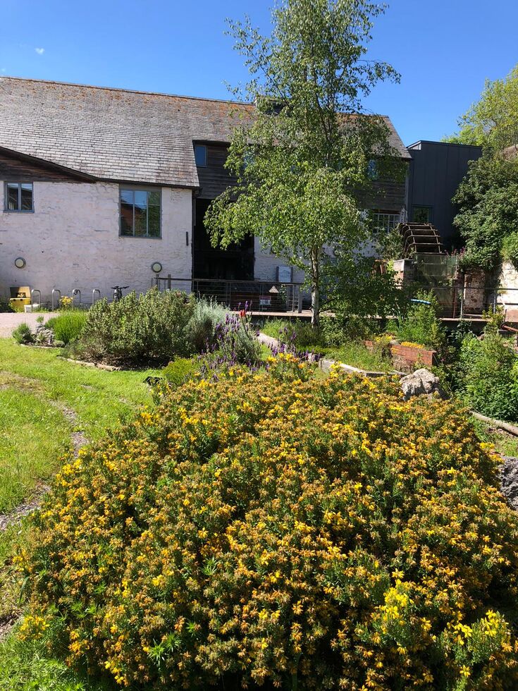 Cricklepit Mill Wildlife Garden | Devon Wildlife Trust