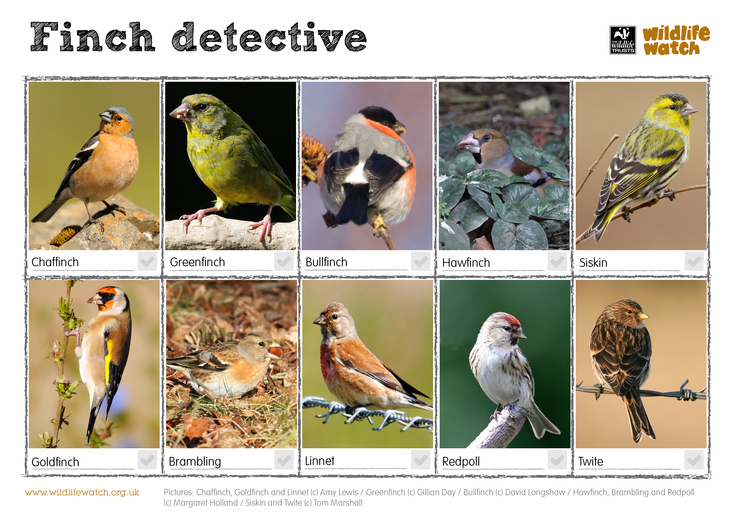 Wildlife Windows | Devon Wildlife Trust