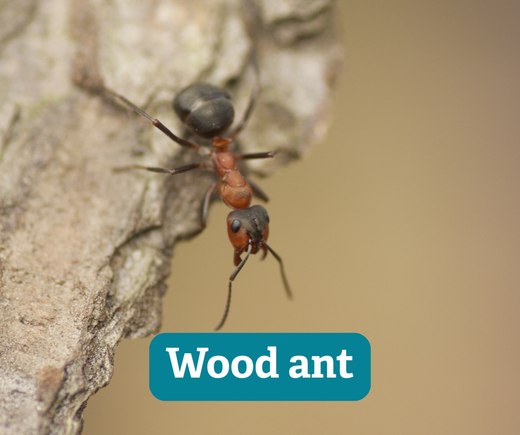 All for ants | Devon Wildlife Trust