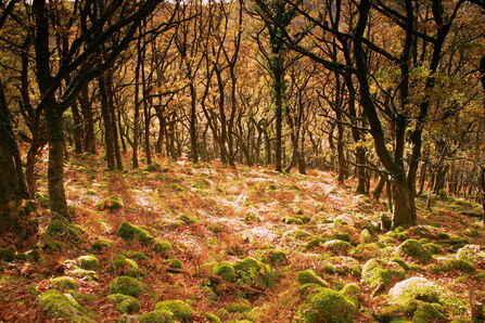 Dart Valley | Devon Wildlife Trust